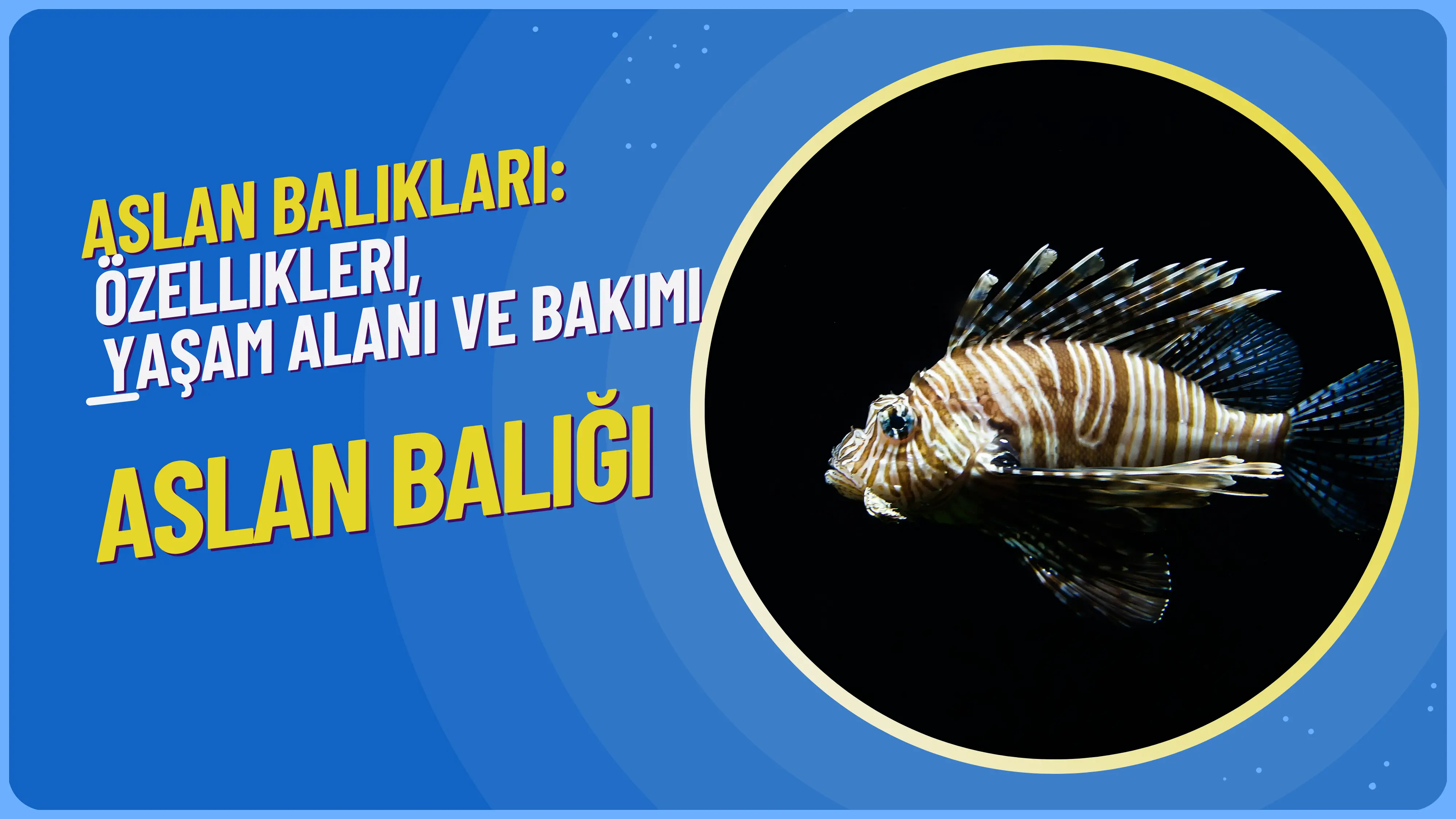 Aslan Balığı: Özellikleri, Yaşam Alanı ve Bakımı | Balık Forum ...